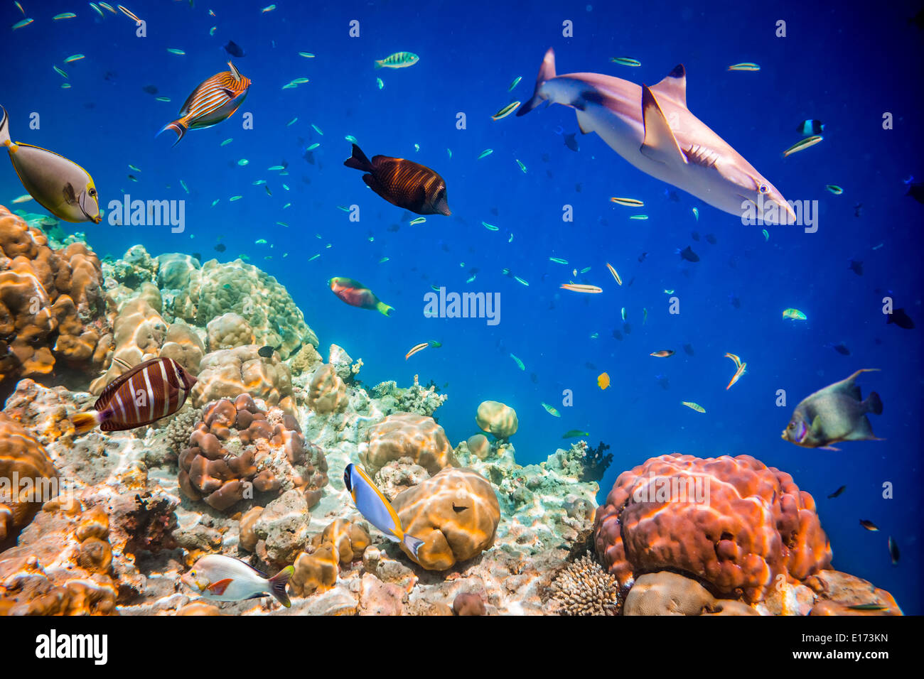 Reef with a variety of hard and soft corals and tropical fish. Maldives ...