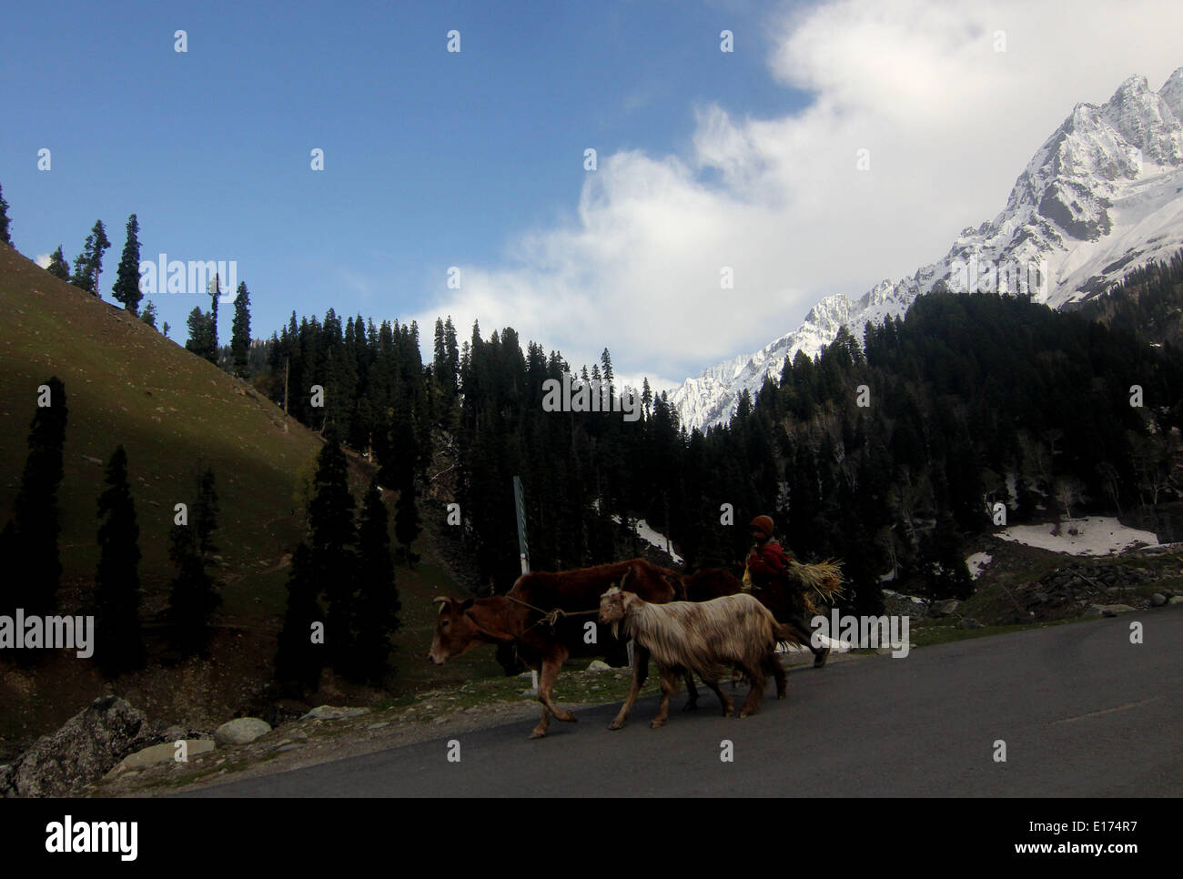 May 25, 2014 - Srinagar, Kashmir ,India, A kashmiri Bakarwal nomads ...