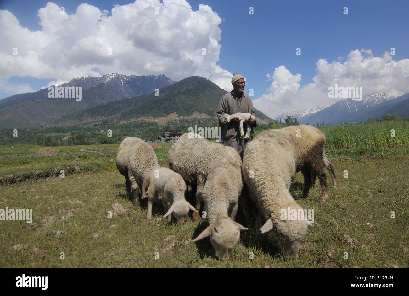 May 25, 2014 - Srinagar, Kashmir ,India,Kashmiri Bakarwal nomads walk ...