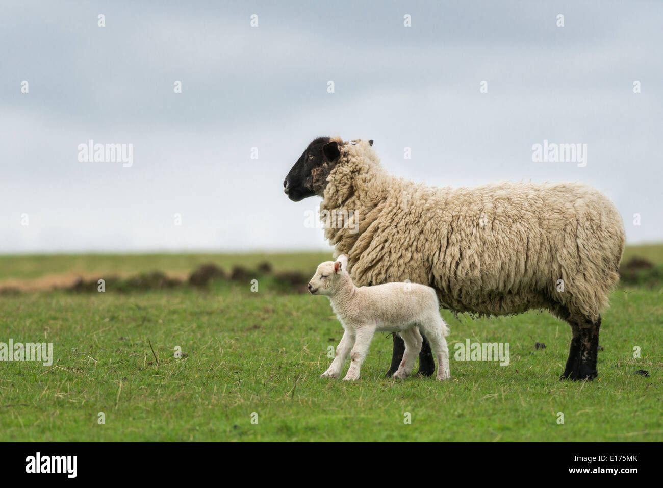 A Sheep with Spring Lamb Stock Photo - Alamy