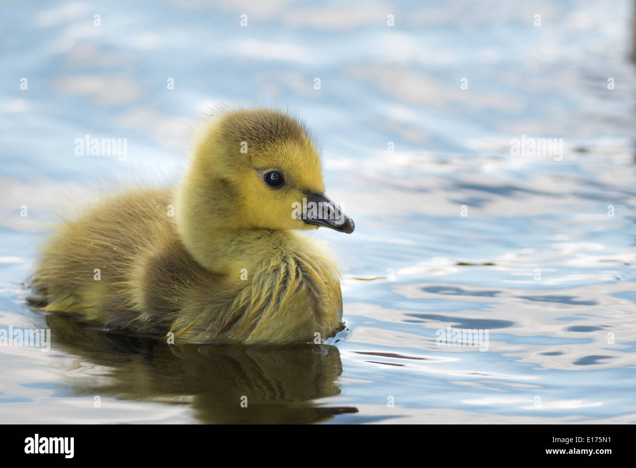 Gosling goose bird hi-res stock photography and images - Alamy