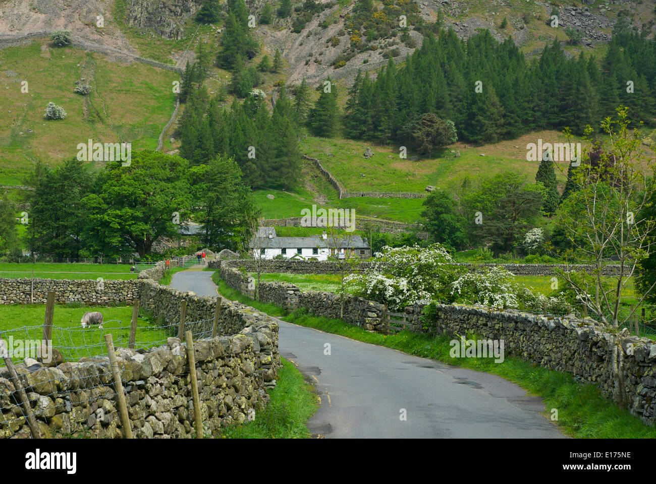 Middle Fell Farm, Great Langdale, Lake District National Park Stock ...