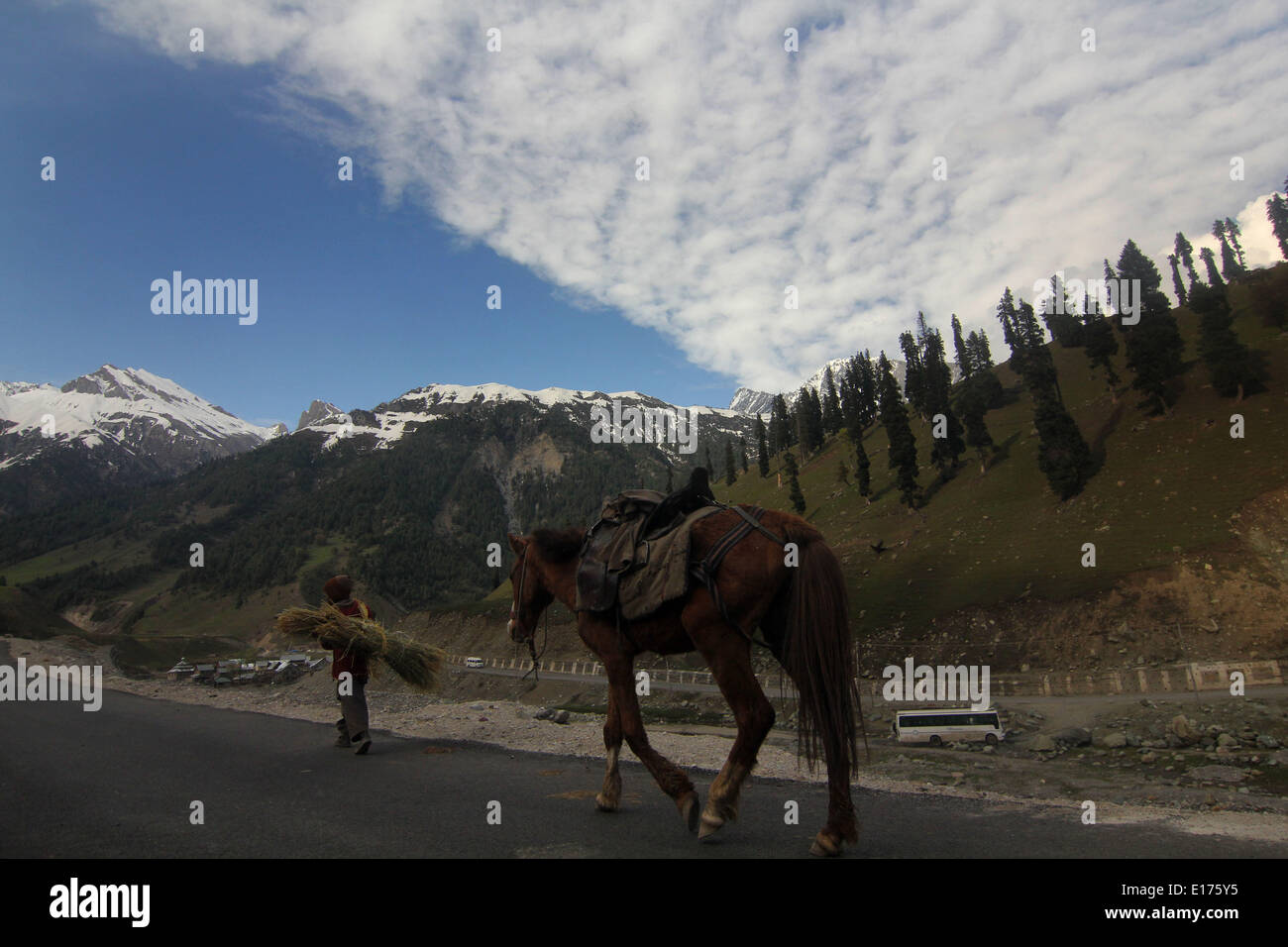 May 25, 2014 - Srinagar, Kashmir ,India, A kashmiri Bakarwal nomads ...