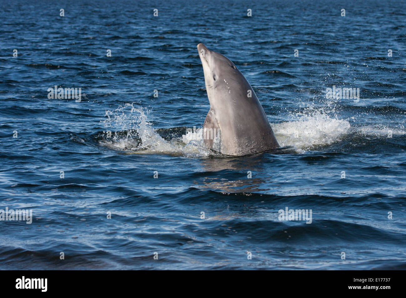 Dolphin watching fortrose hi-res stock photography and images - Alamy