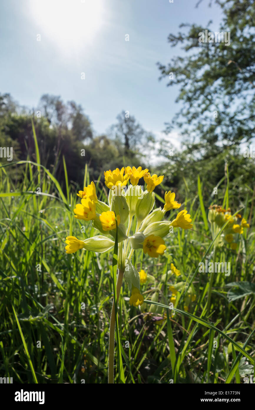 Ground level hi-res stock photography and images - Alamy