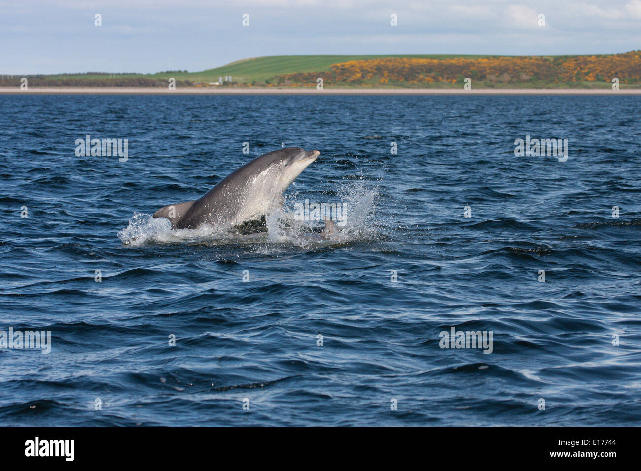 Dolphin watching fortrose hi-res stock photography and images - Alamy