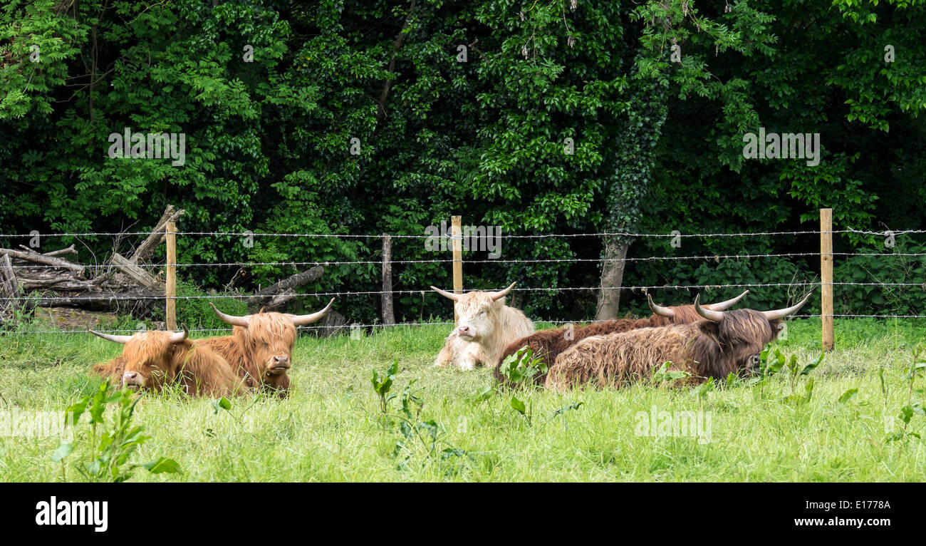Cattle hoof hi-res stock photography and images - Alamy