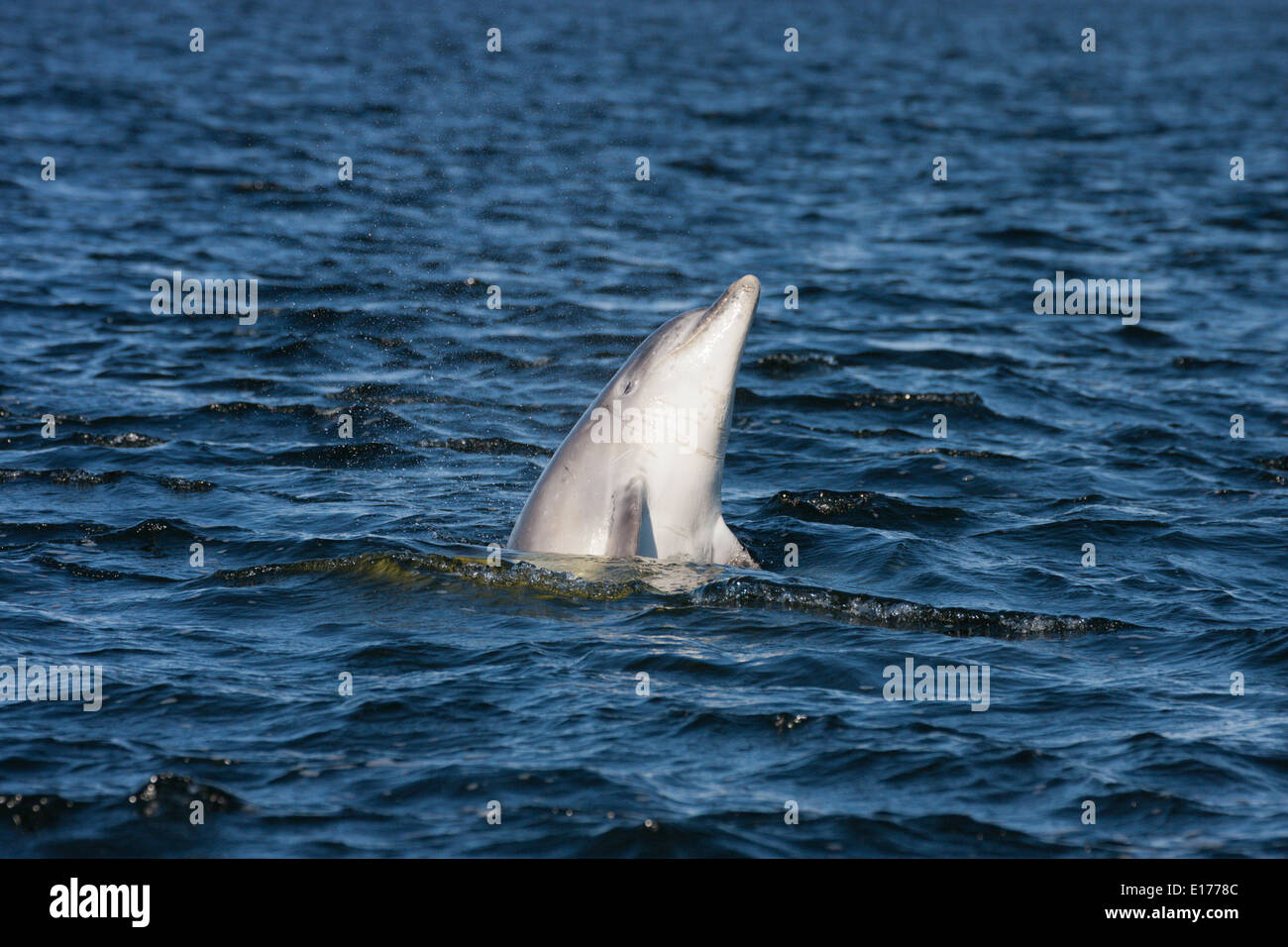 Dolphin watching fortrose hi-res stock photography and images - Alamy