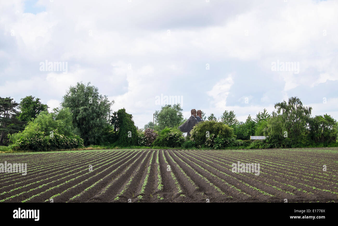 New crop showing through Stock Photo - Alamy