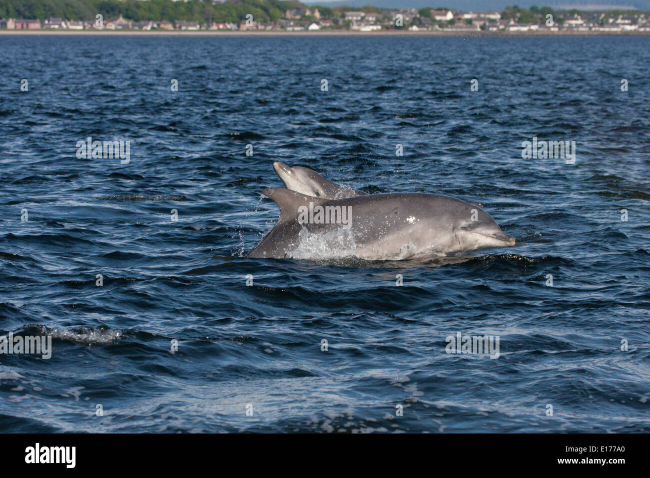 Dolphin watching fortrose hi-res stock photography and images - Alamy
