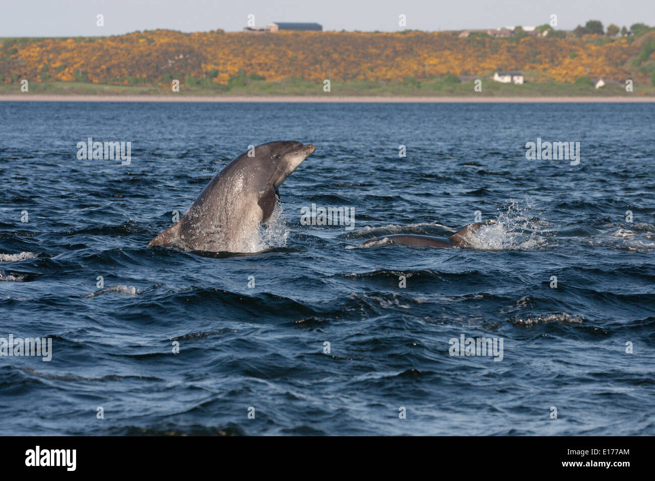Dolphin watching fortrose hi-res stock photography and images - Alamy