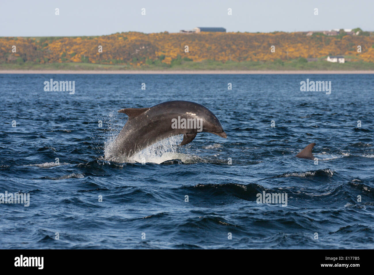 Dolphin watching fortrose hi-res stock photography and images - Alamy