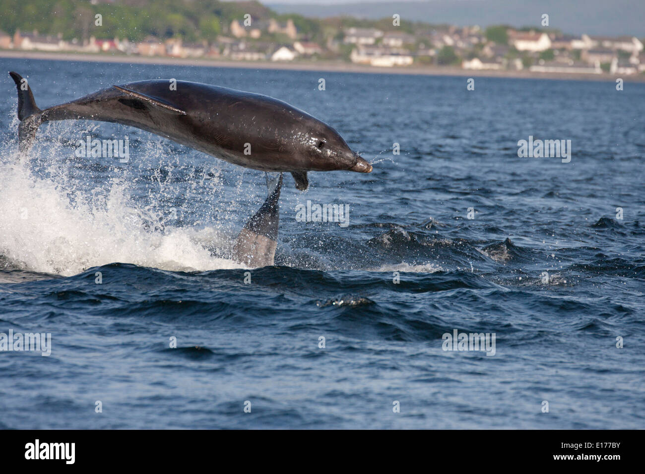Dolphin watching fortrose hi-res stock photography and images - Alamy