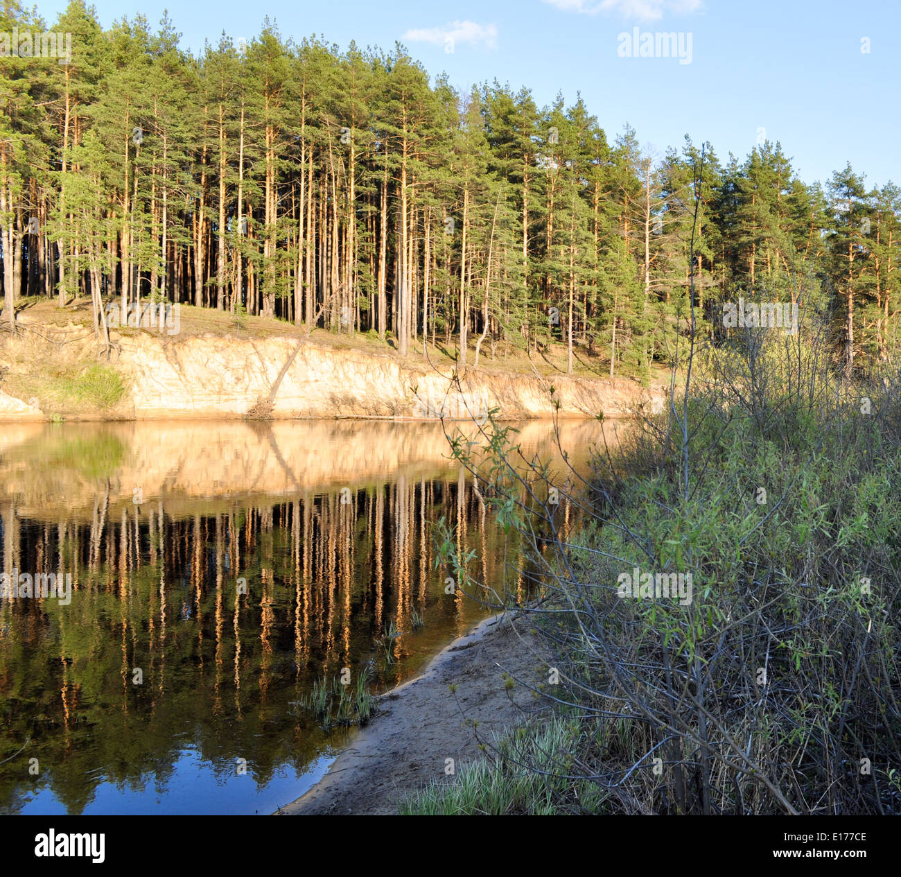 The edge of a pine forest on the hillside of sand Berega river sunshine ...