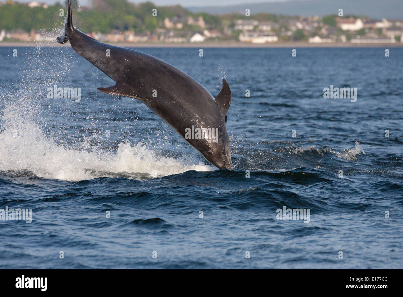 Dolphin watching fortrose hi-res stock photography and images - Alamy