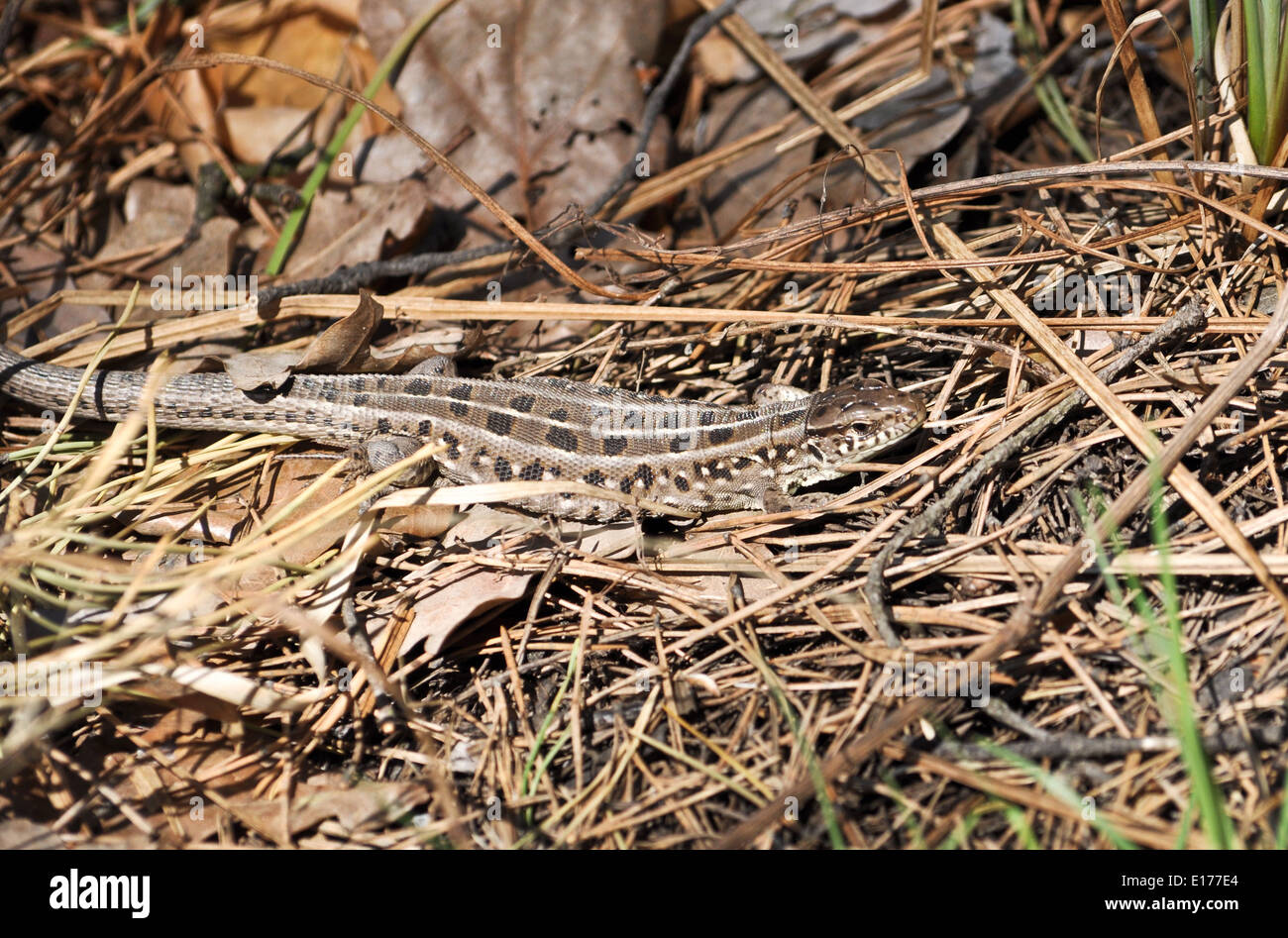 National Park "Meshchera" in the Ryazan region, Russia. Grey lizard in ...