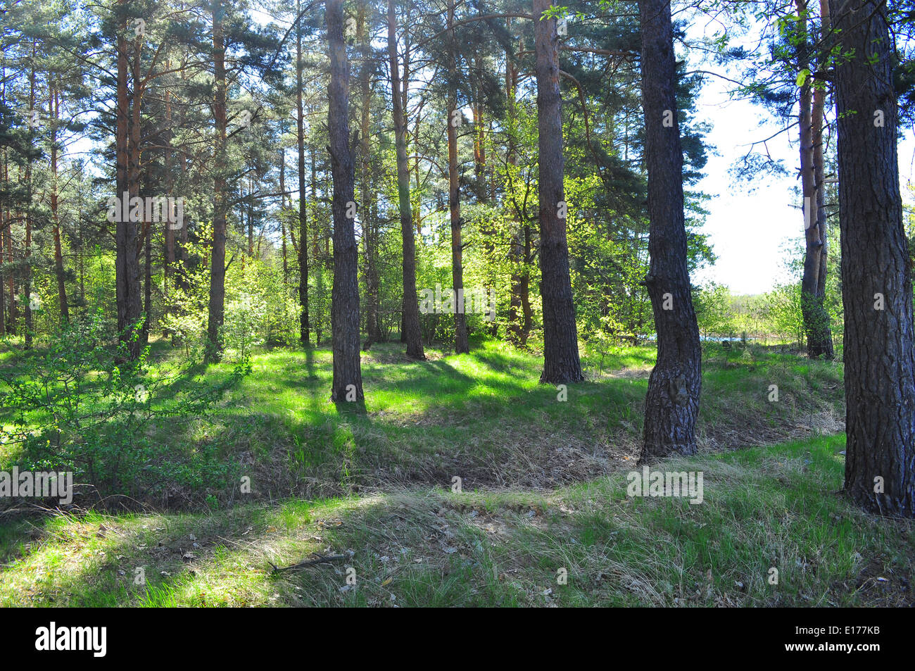 Landscape spring forest. National Park "Meshchera", Ryazan region ...