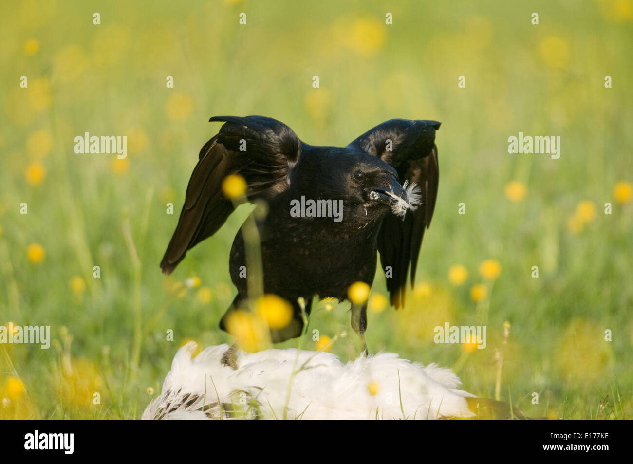 Carrion Crow (Corvus corone) feeding on chicken carcass in a field of ...