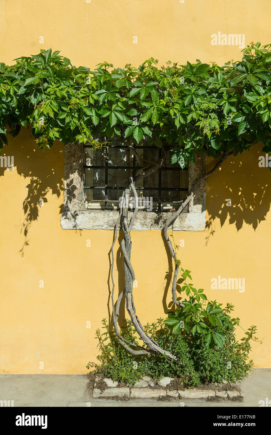 window at the shadow of a creeper Stock Photo - Alamy