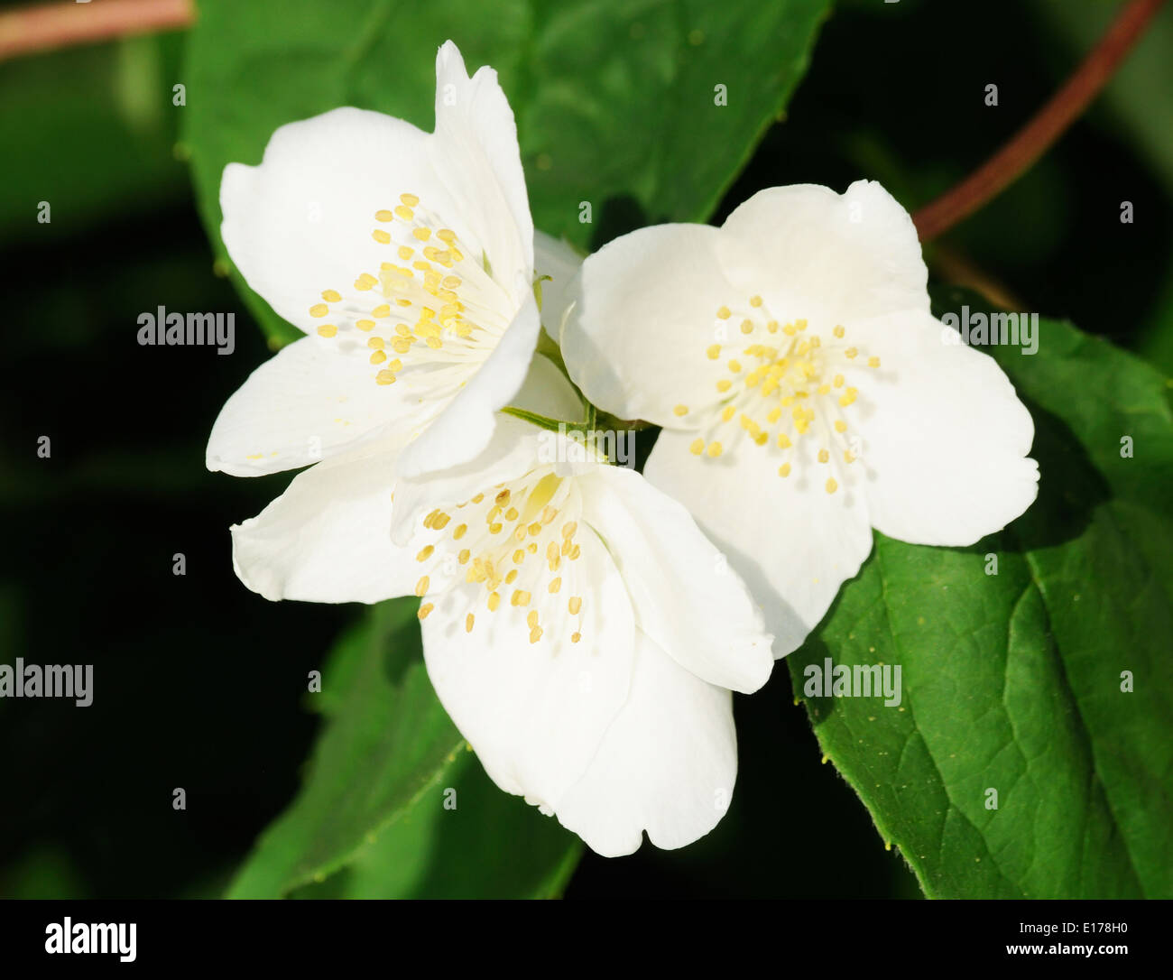 White jasmine flower hi-res stock photography and images - Alamy