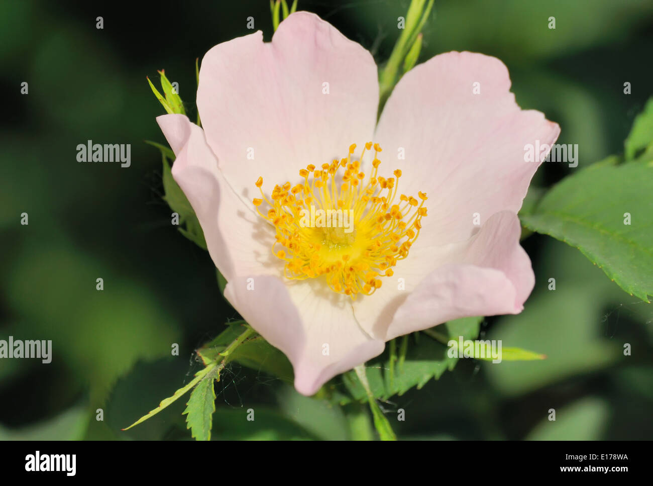 Alberta wild rose hi-res stock photography and images - Alamy