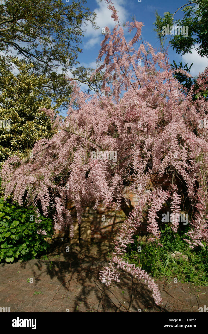 Tamarisk tree hi-res stock photography and images - Alamy