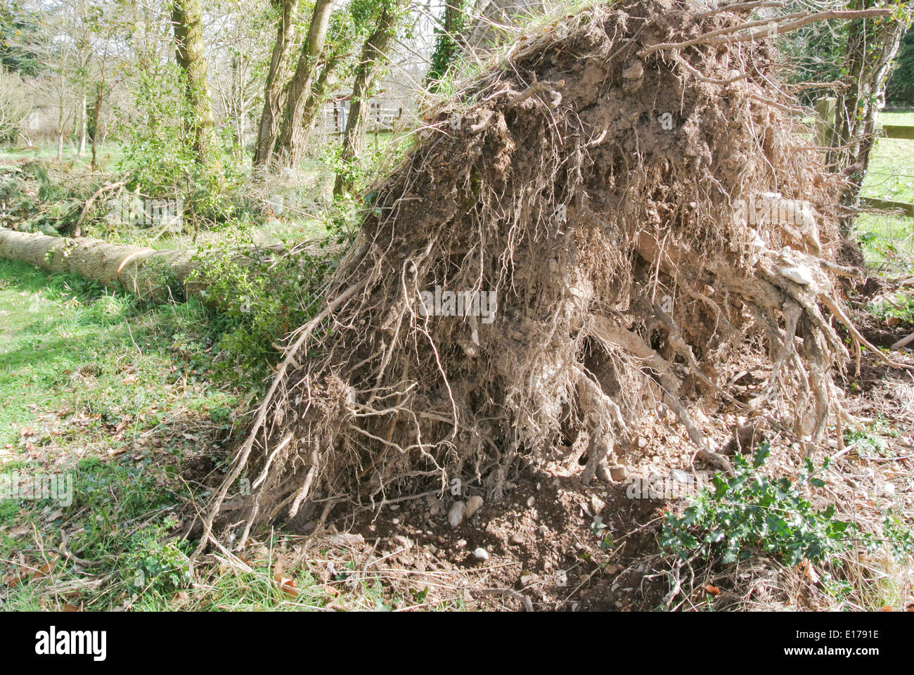 Uprooted tree stump hi-res stock photography and images - Alamy