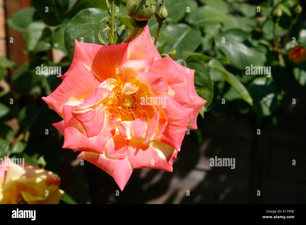 Masquerade Rose Worcester Worcestershire England UK Stock Photo - Alamy