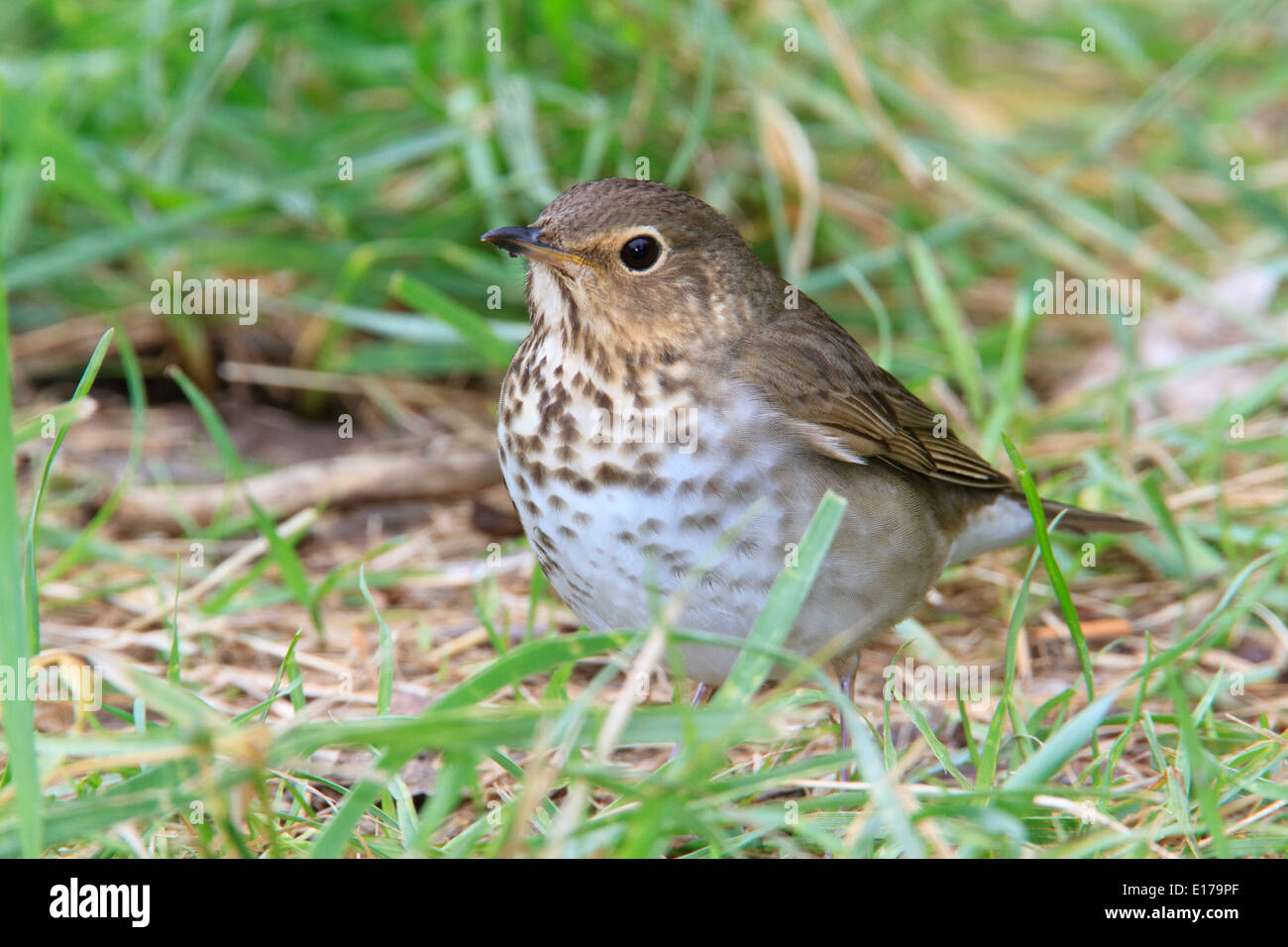 Swainson's thrush (Catharus ustulatus) on the ground Stock Photo - Alamy