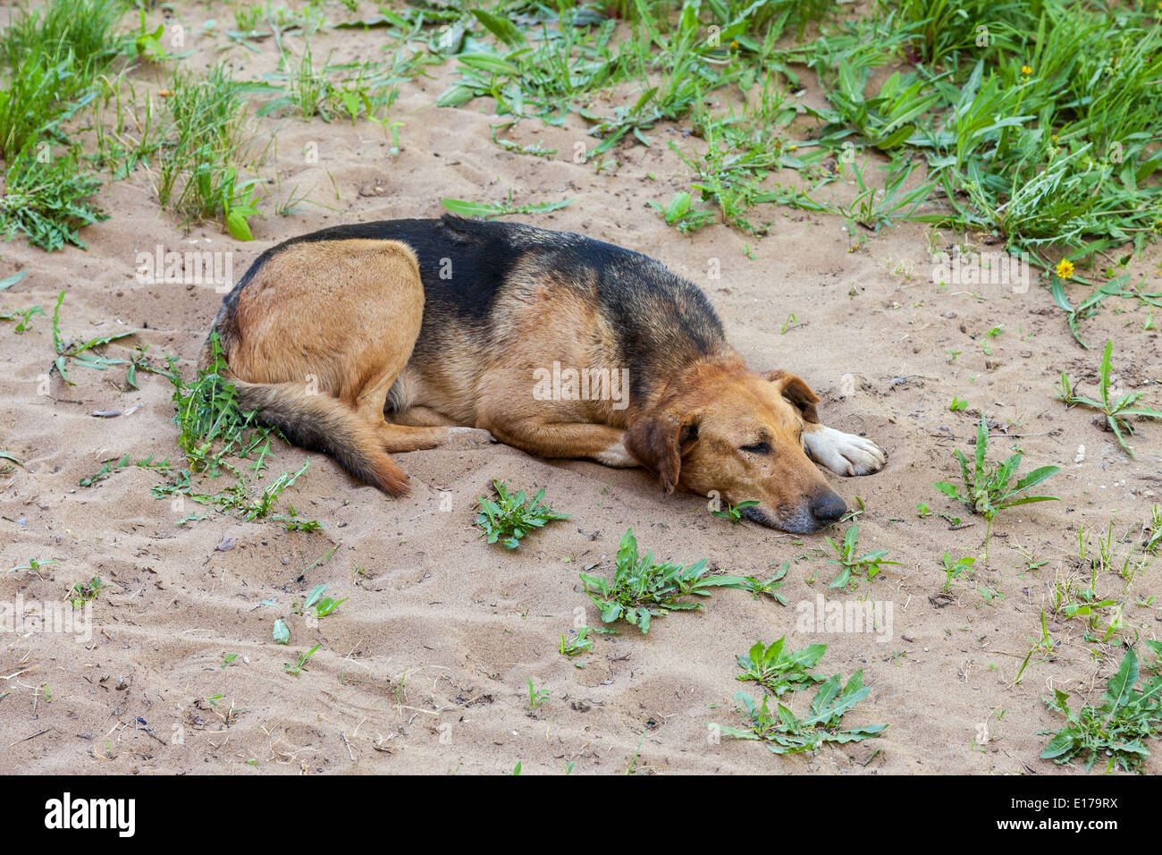 How Can I Help A Stray Dog In The Summer