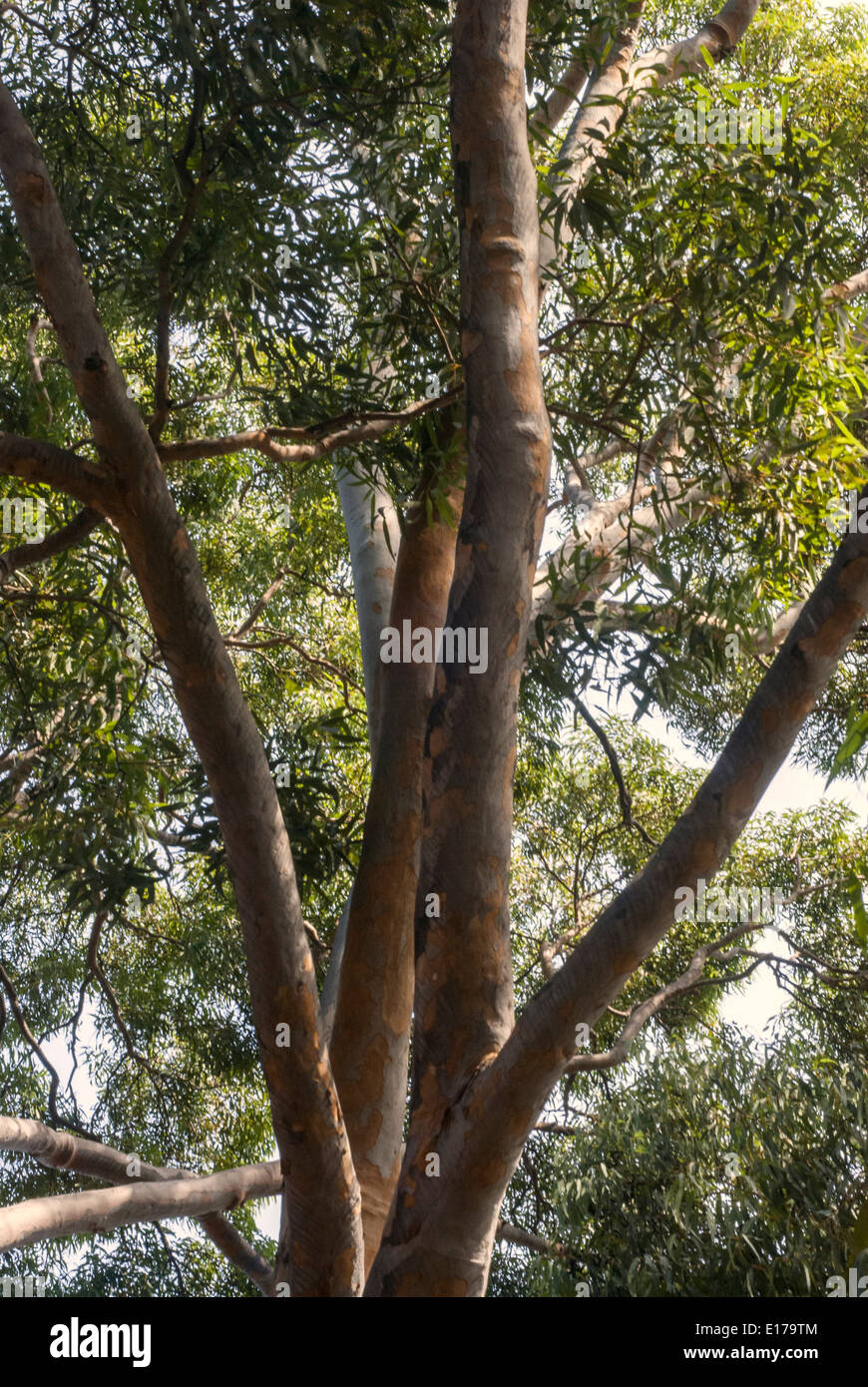 Native Australian Gum Tree Stock Photo - Alamy