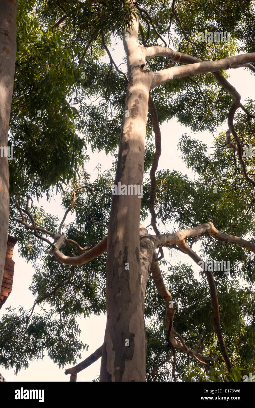 Native Australian Gum Tree Stock Photo - Alamy