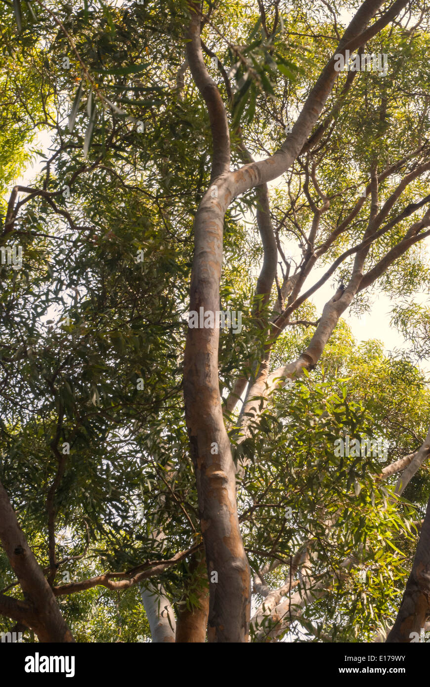 Australian gum tree hi-res stock photography and images - Alamy