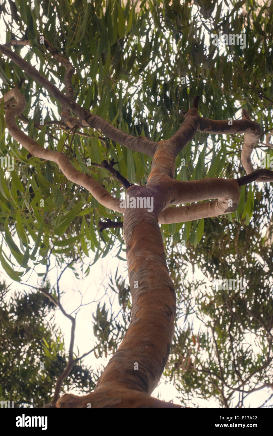 Native Australian Gum Tree Stock Photo - Alamy