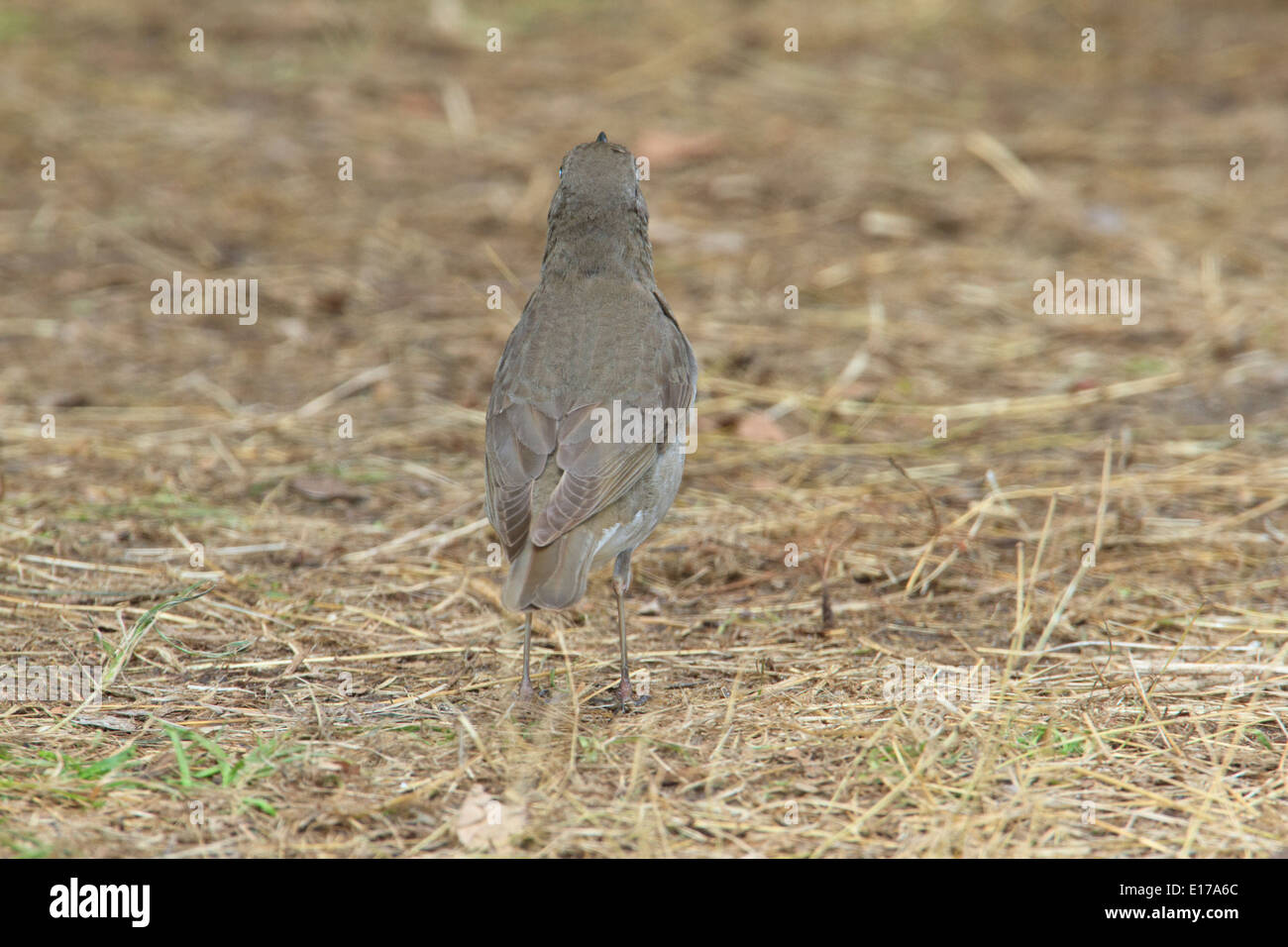 From behind the bird hi-res stock photography and images - Alamy