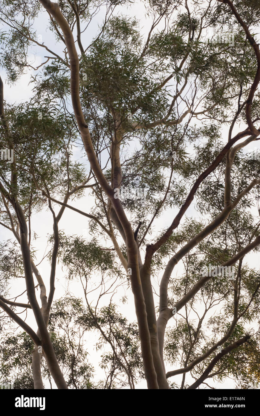 Native Australian Gum Tree Stock Photo - Alamy