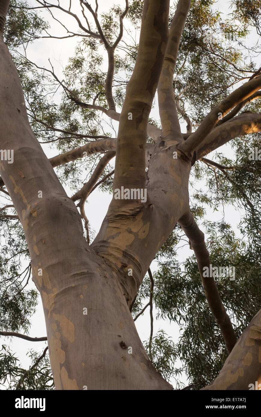 Native Australian Gum Tree Stock Photo - Alamy