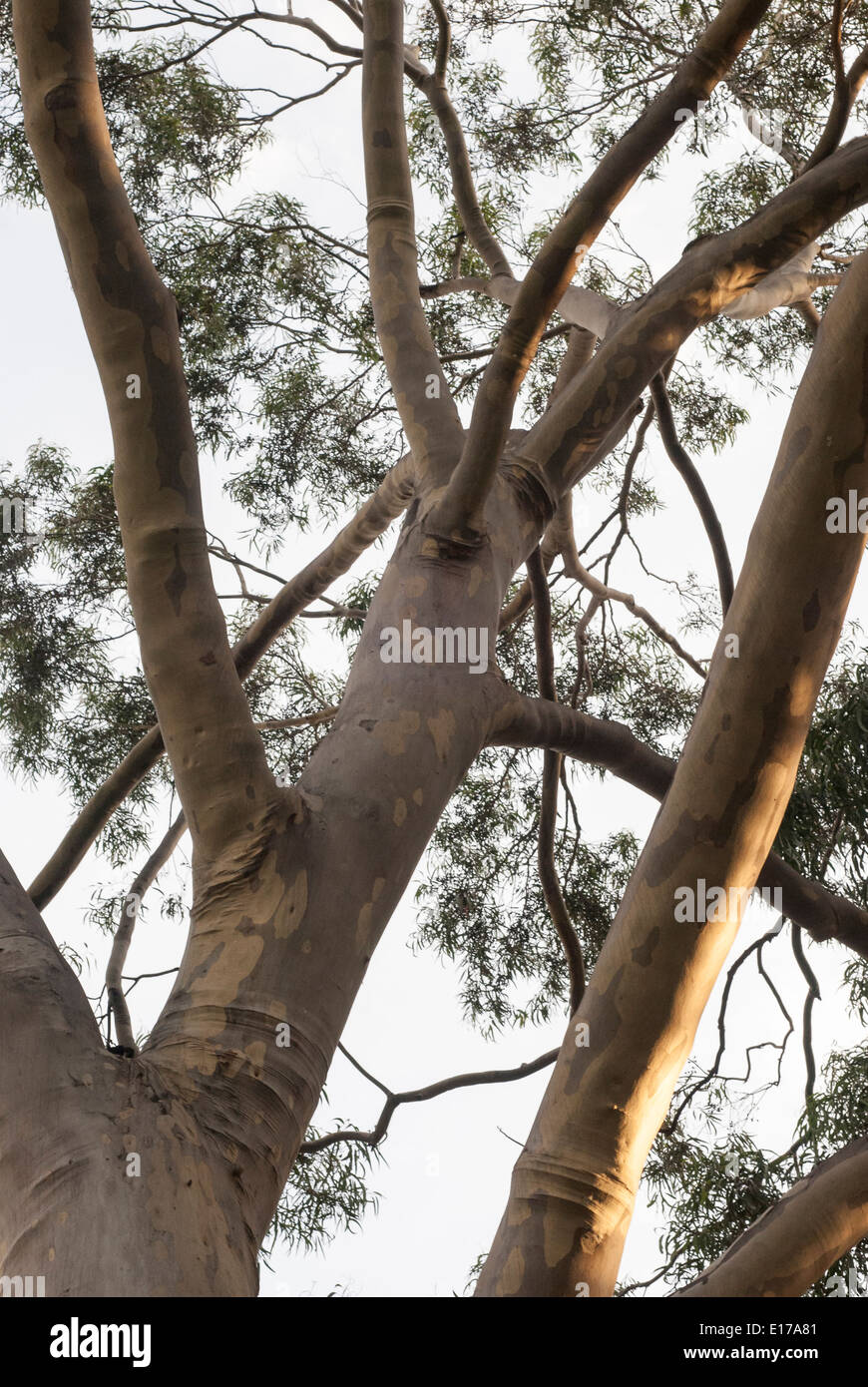 Native Australian Gum Tree Stock Photo - Alamy
