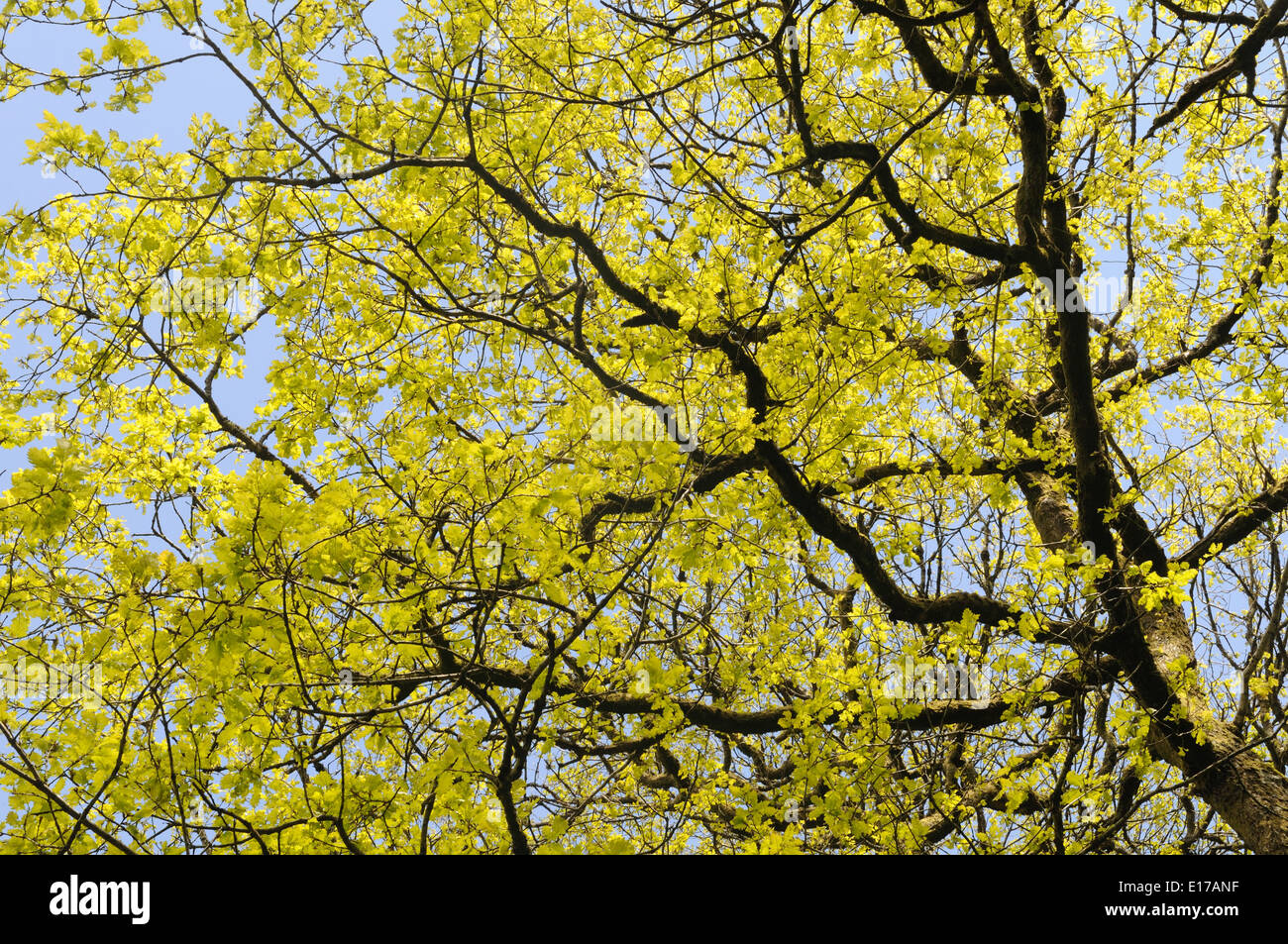Sessile oak tree leaves in spring Dinas RSPB Nature Reserve Rhandirmwyn ...
