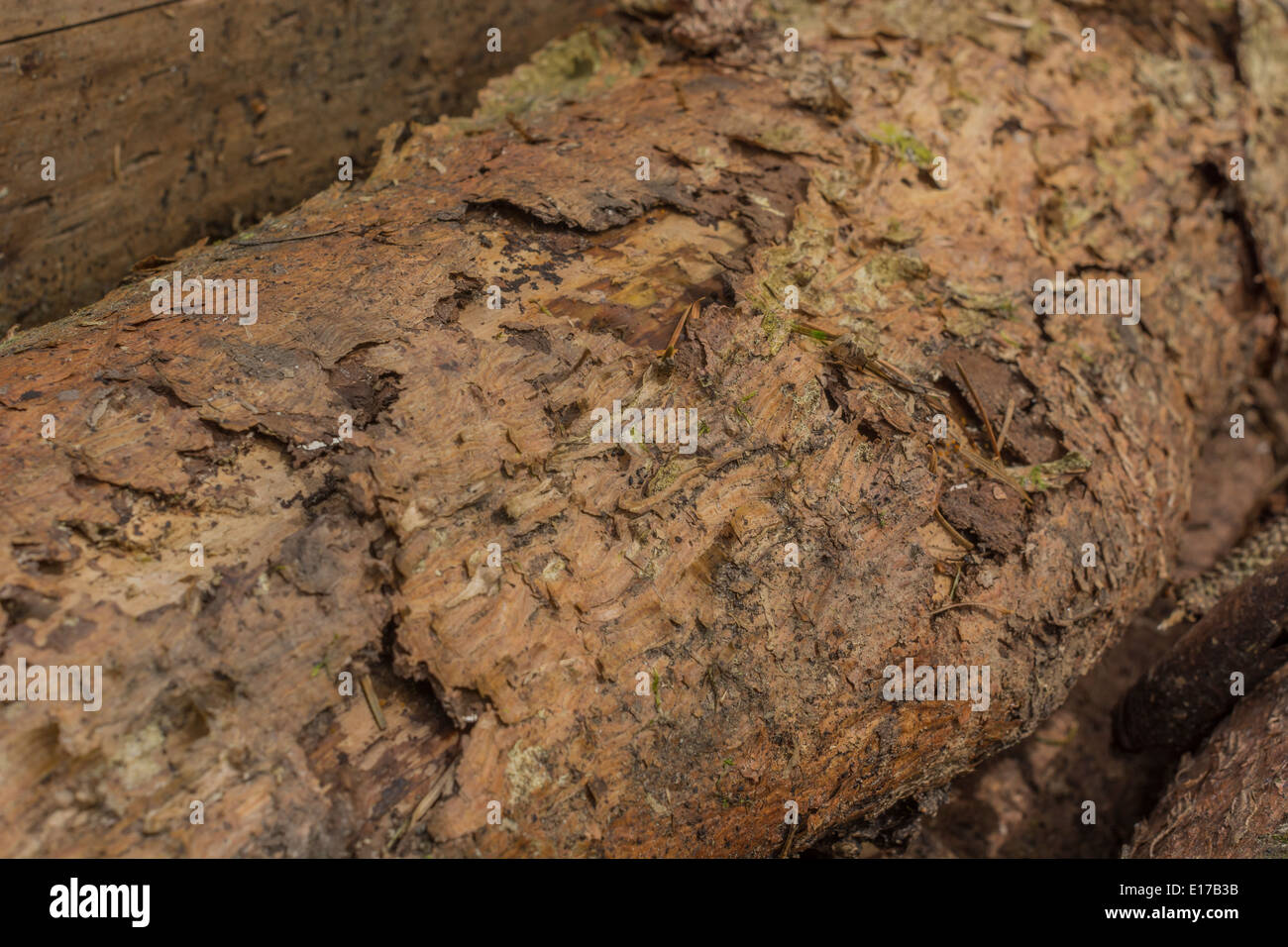 Decaying logged trunk of a conifer tree. Bark texture background Stock ...