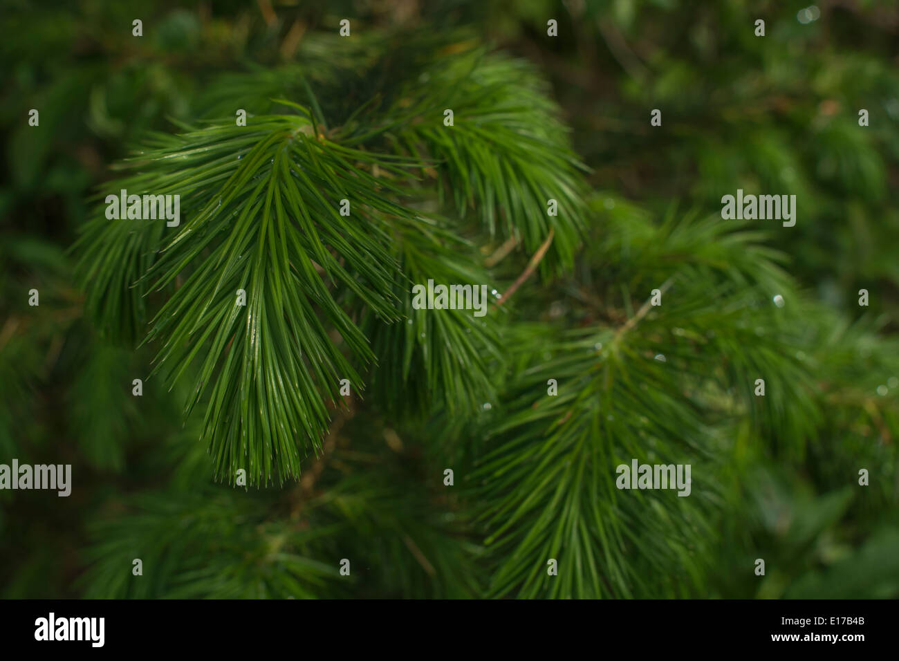 Fir tree metaphor hi-res stock photography and images - Alamy