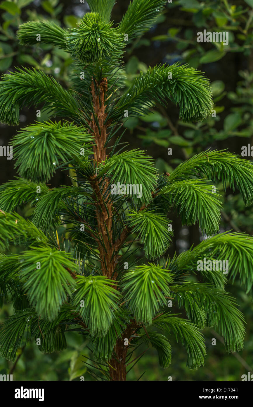 Young foliage of a Fir tree Stock Photo - Alamy