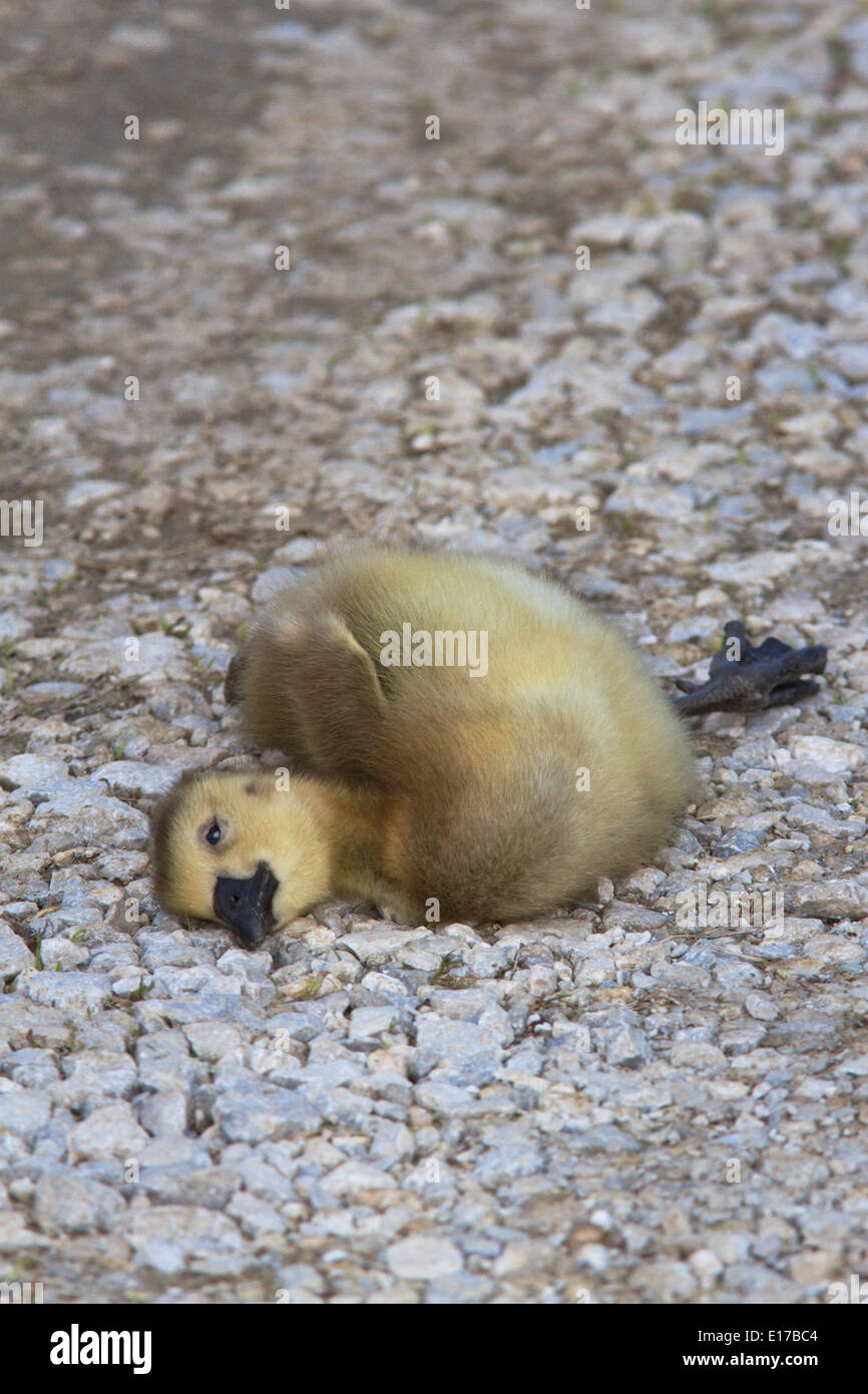 Canada goose and gosling hi-res stock photography and images - Alamy