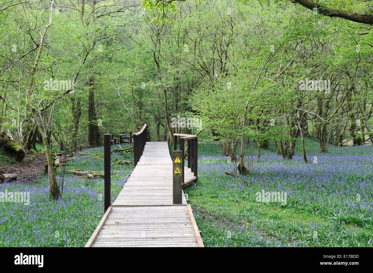 Boardwalk Dinas RSPB Nature Reserve Rhandirmwyn Carmarthenshire Wales ...