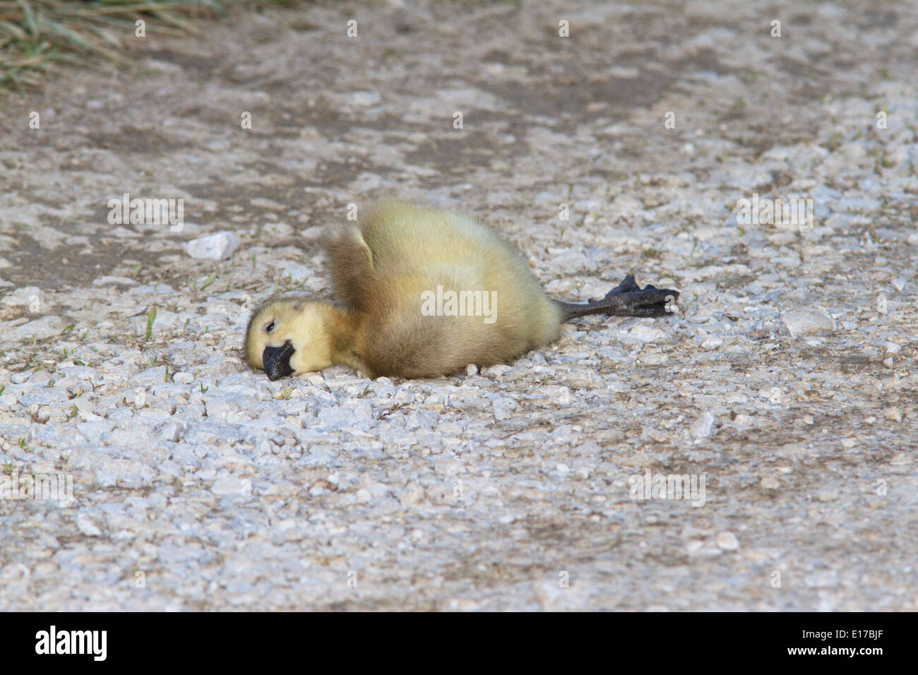 Dead goose gosling hi-res stock photography and images - Alamy