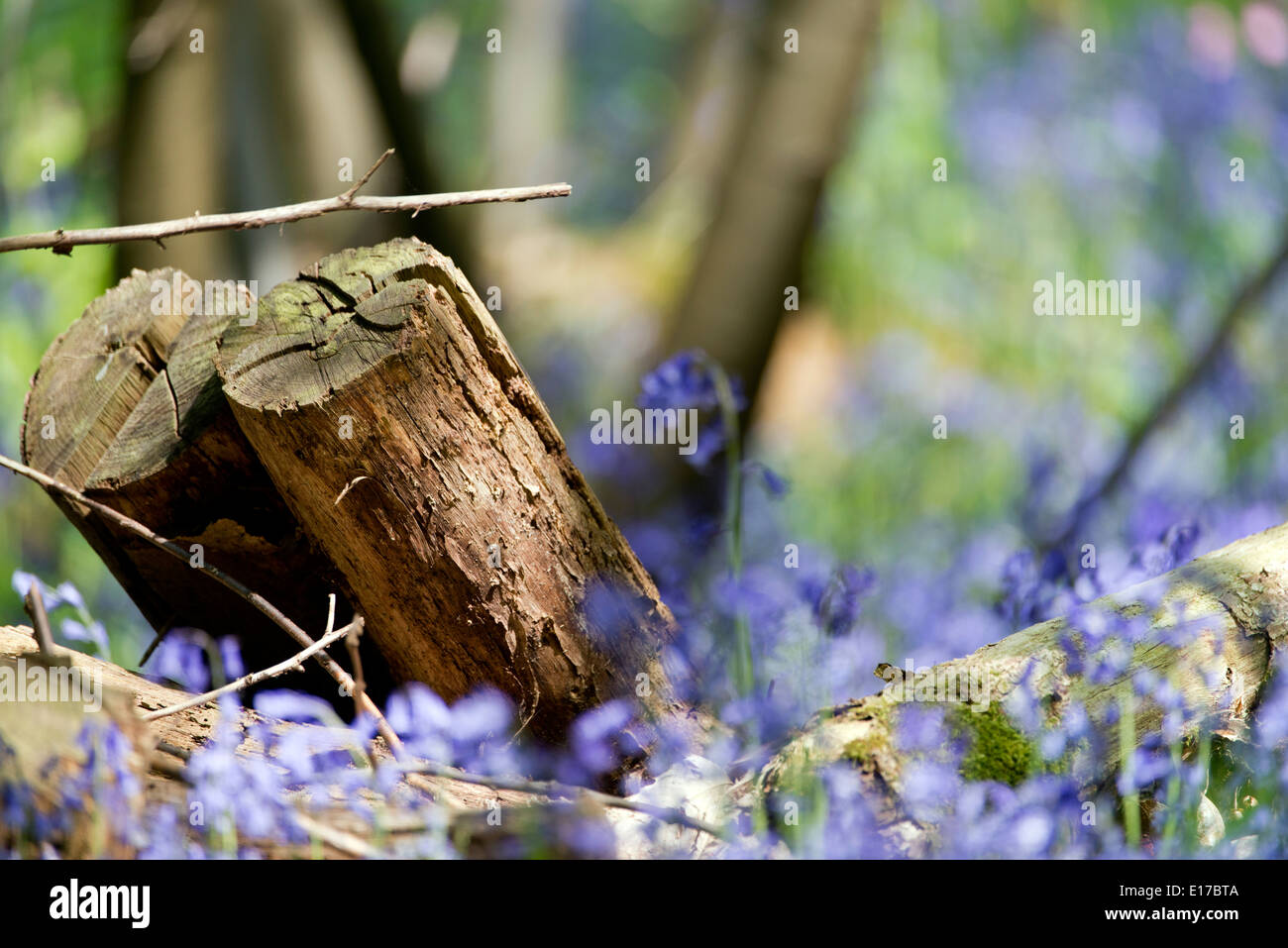 decaying timber logs in a woodland with Bluebells in springtime and ...
