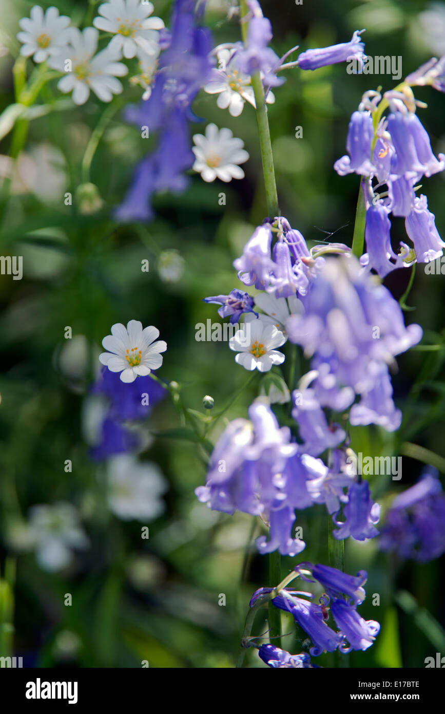 Danbury essex hi-res stock photography and images - Alamy