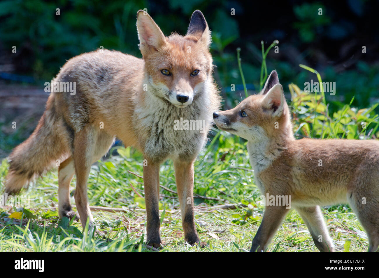 Vixen red fox cub hi-res stock photography and images - Alamy