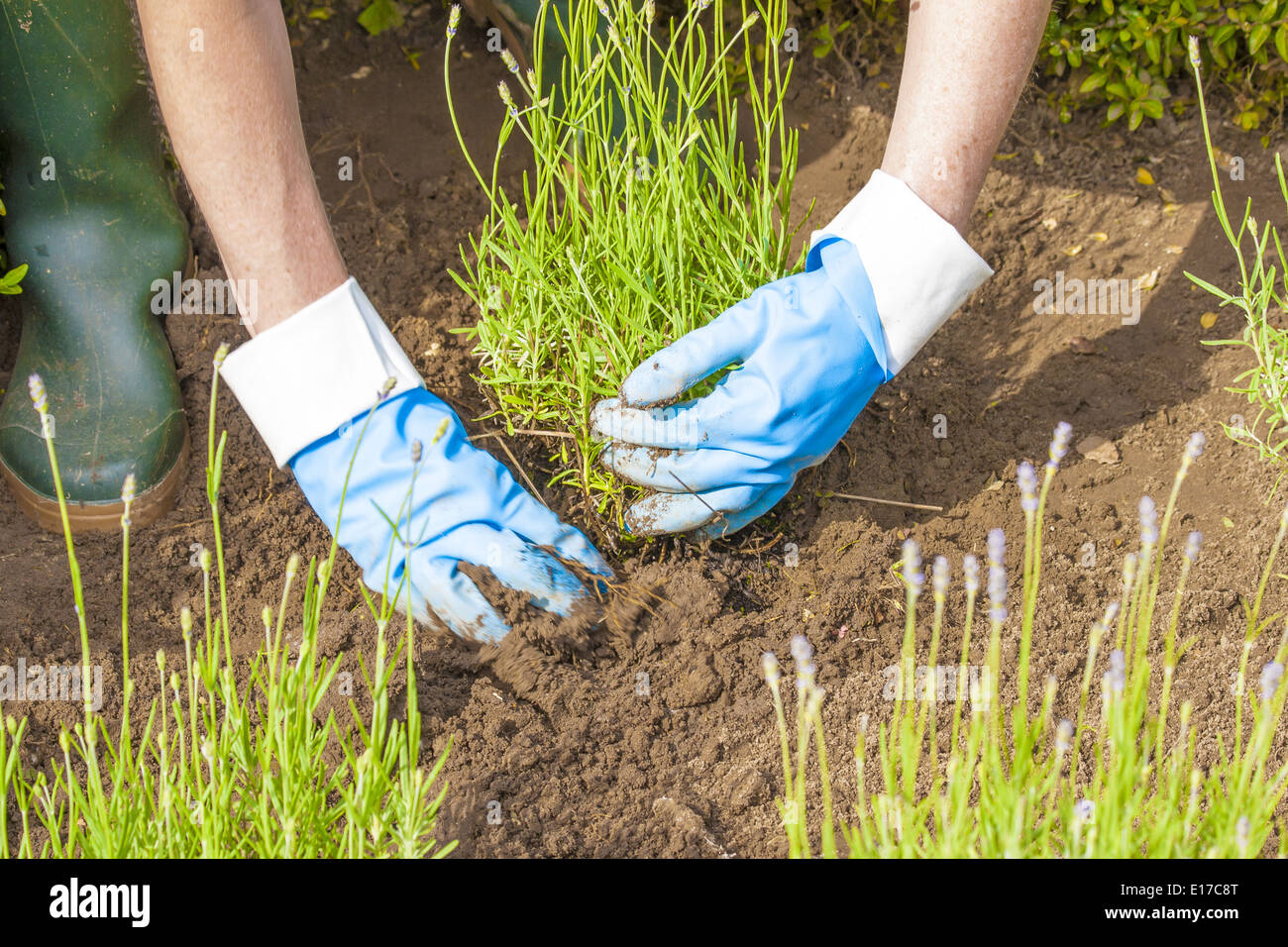 gardening with gloves and boots in the lavender garden Stock Photo - Alamy