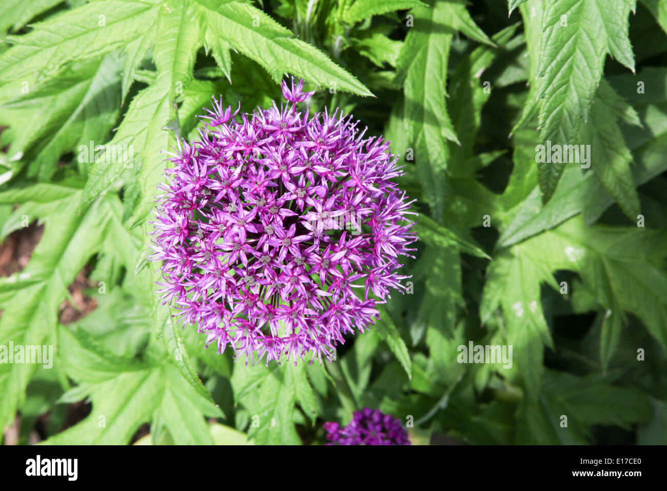 Mauve allium flower hi-res stock photography and images - Alamy